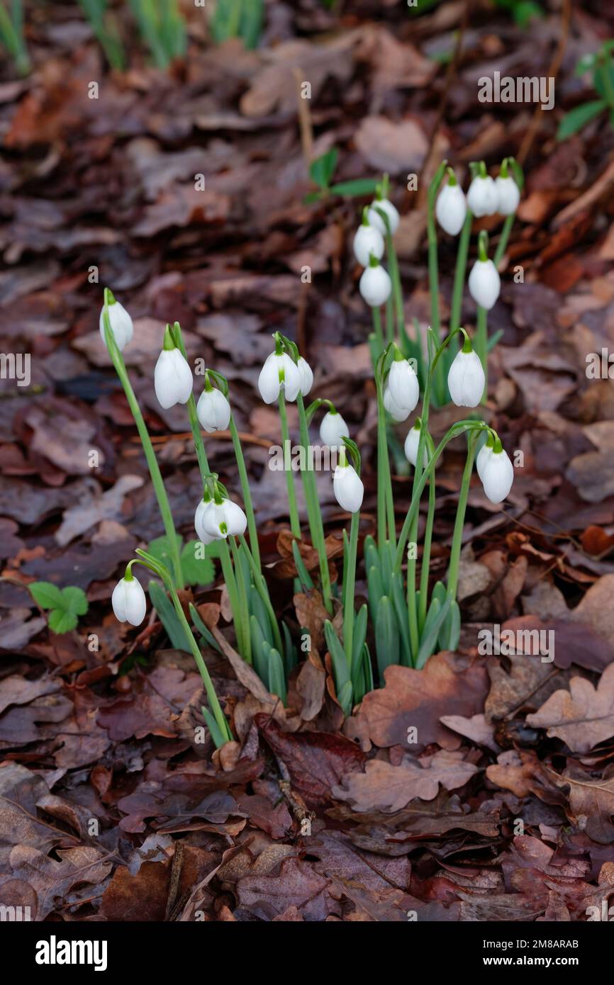Galanthus greatorex double snowdrop hi-res stock photography and images ...
