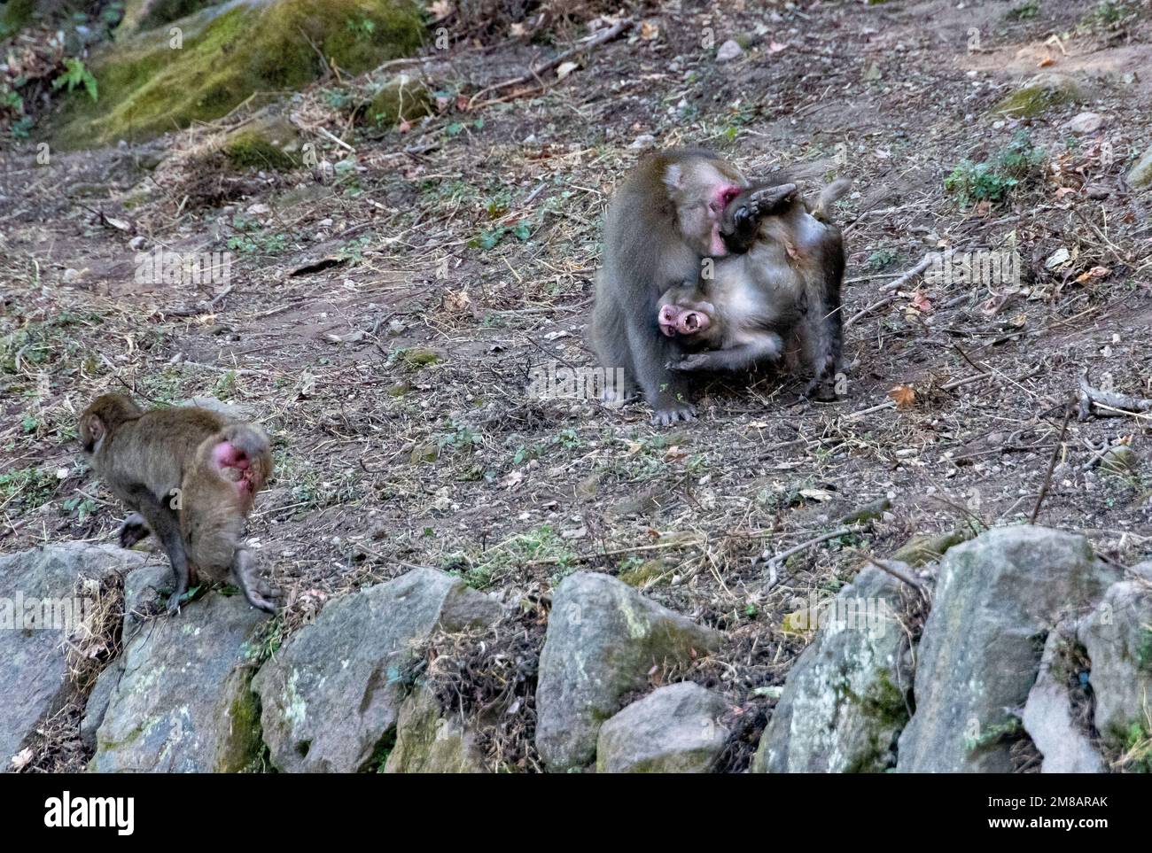 Monkey Park in Beppu, Japan Stock Photo - Alamy