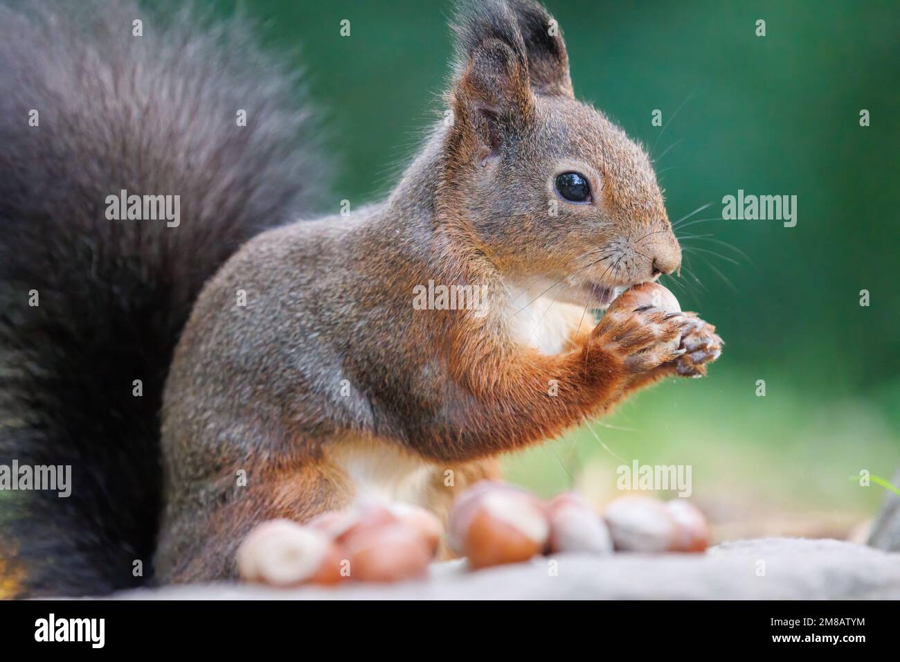 A closeup shot of a red squirrel eating nuts Stock Photo - Alamy