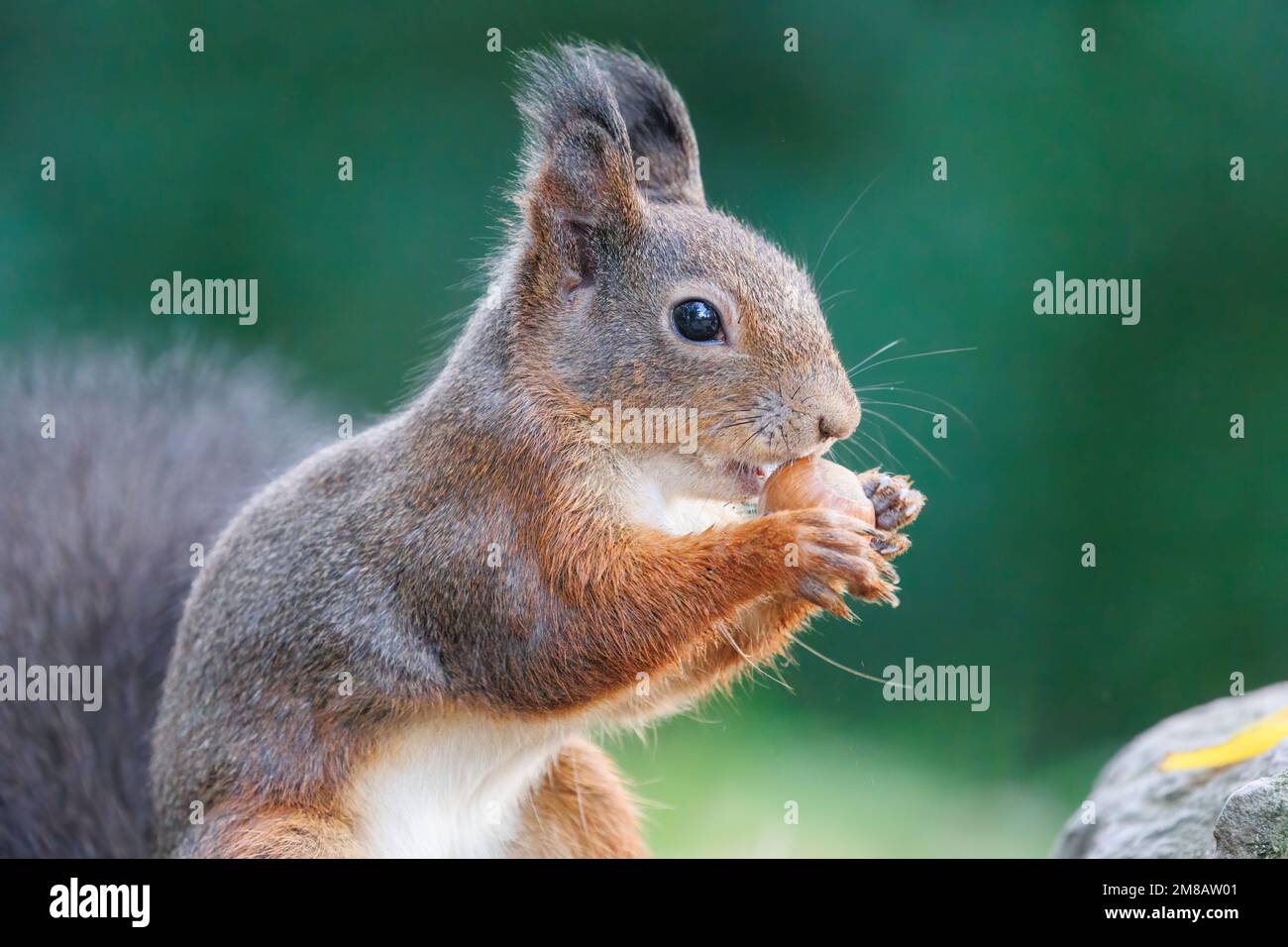A closeup shot of a red squirrel eating nuts Stock Photo - Alamy