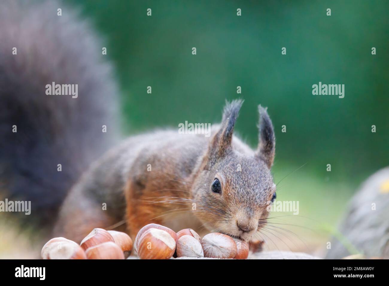 A closeup shot of a red squirrel eating nuts Stock Photo - Alamy