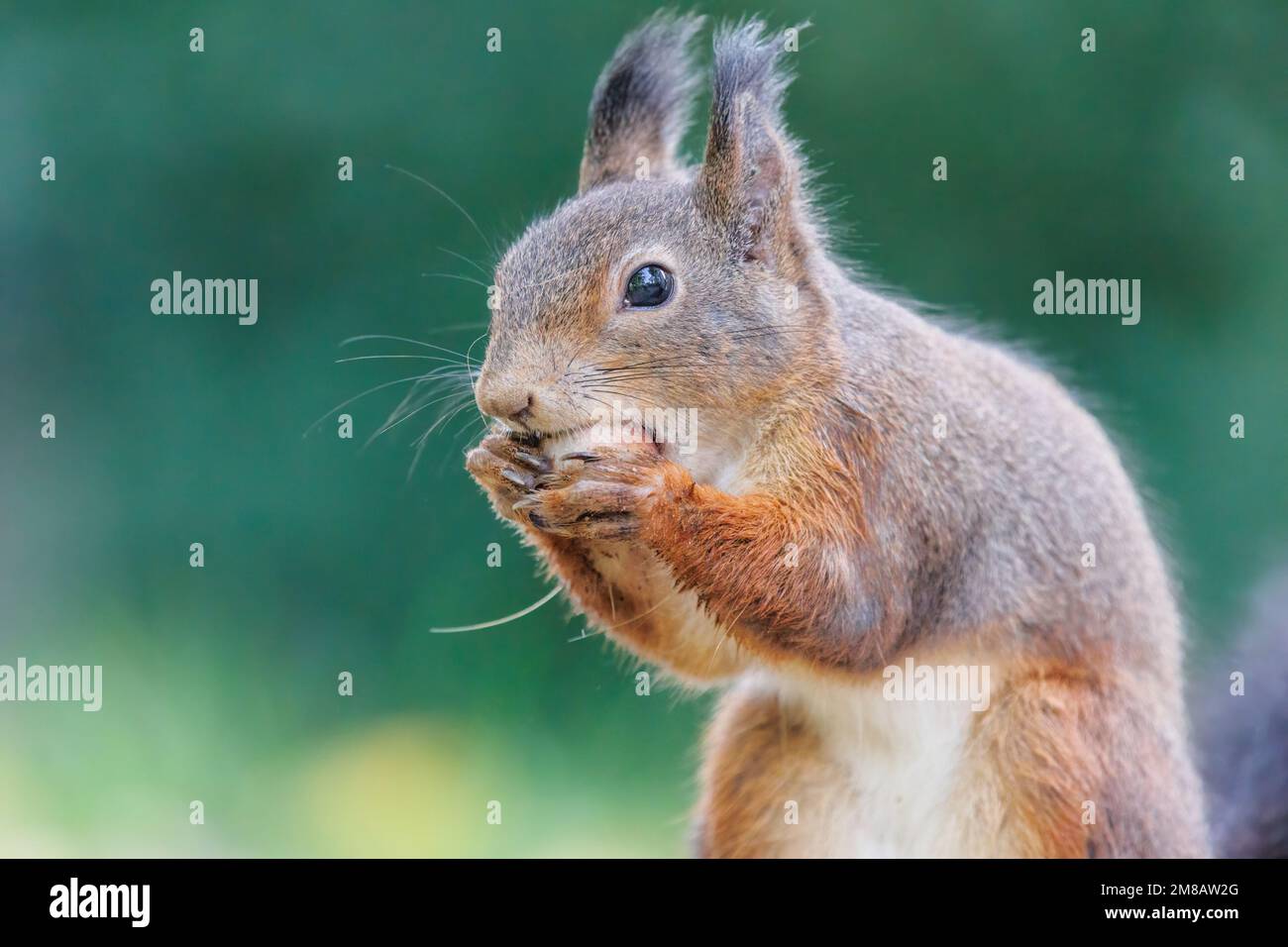 A closeup shot of a red squirrel eating nuts Stock Photo - Alamy