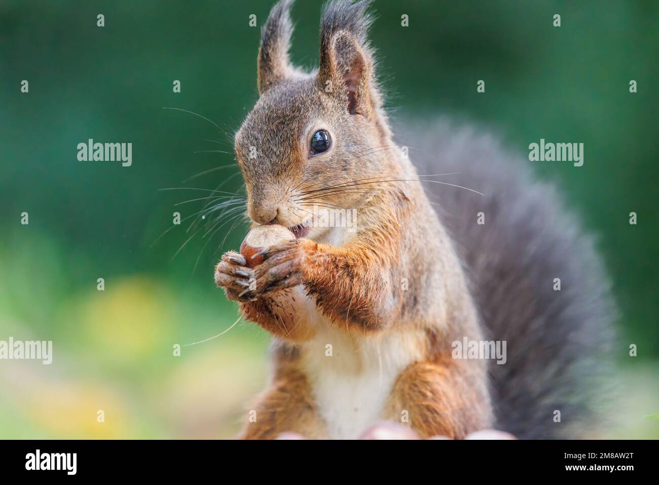 A closeup shot of a red squirrel eating nuts Stock Photo - Alamy