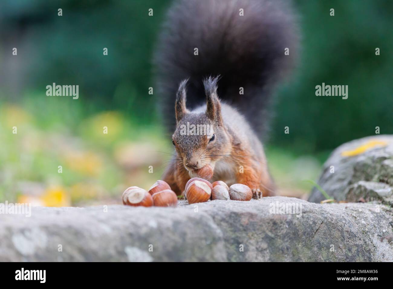 A red squirrel eating nuts on a rock Stock Photo - Alamy