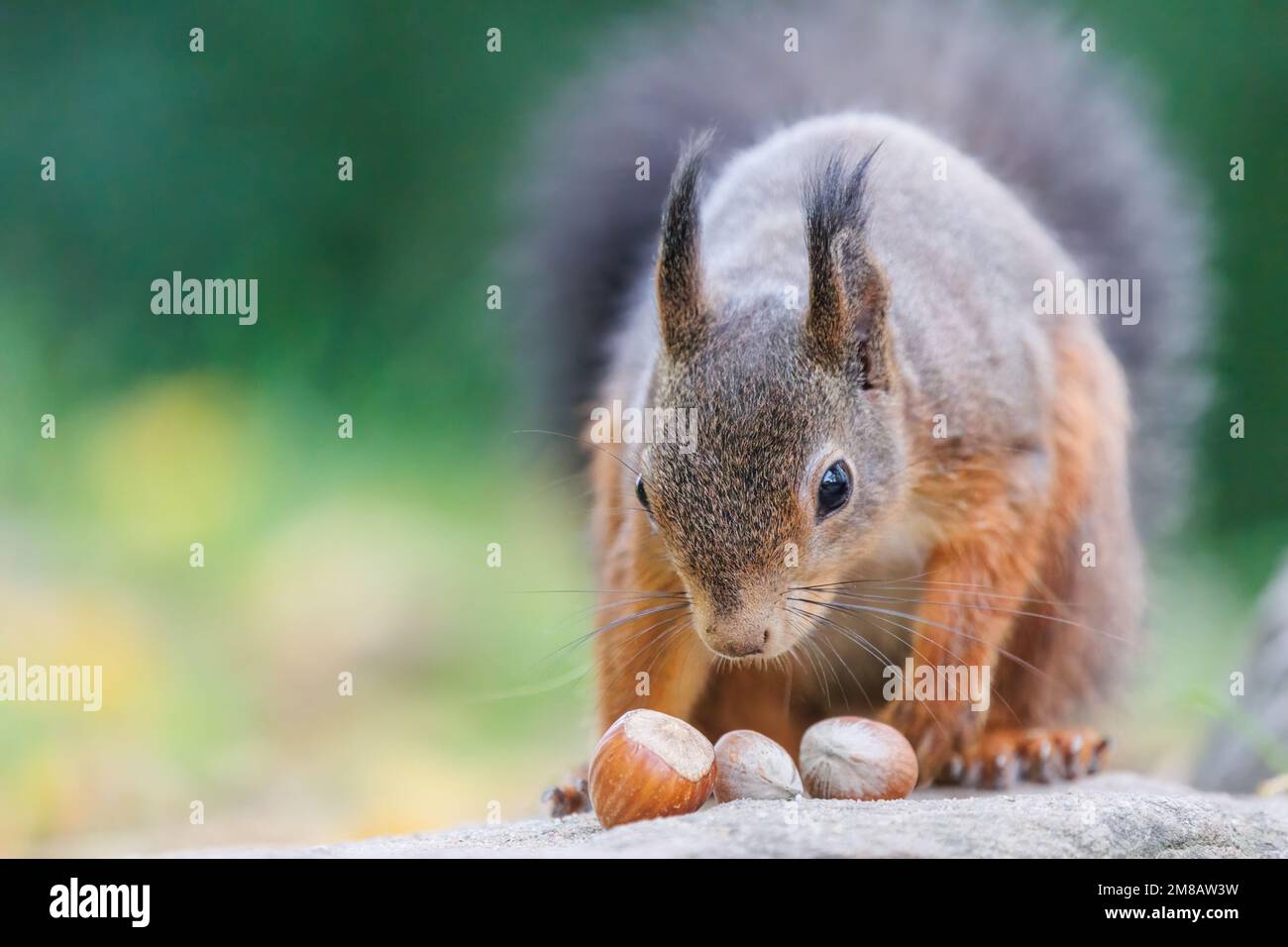 A closeup shot of a red squirrel eating nuts Stock Photo - Alamy