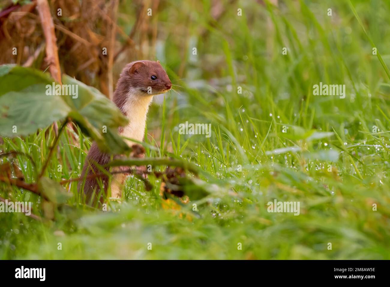 Weasel in nature hi-res stock photography and images - Alamy