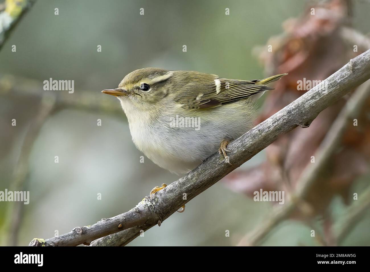 Yellow-browed warbler (Phylloscopus inornatus Stock Photo - Alamy