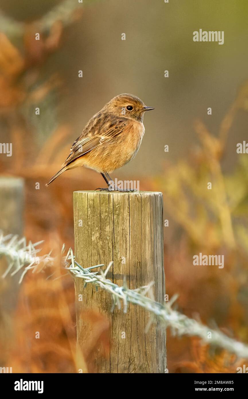 Common stonechat (Saxicola torquatus Stock Photo - Alamy