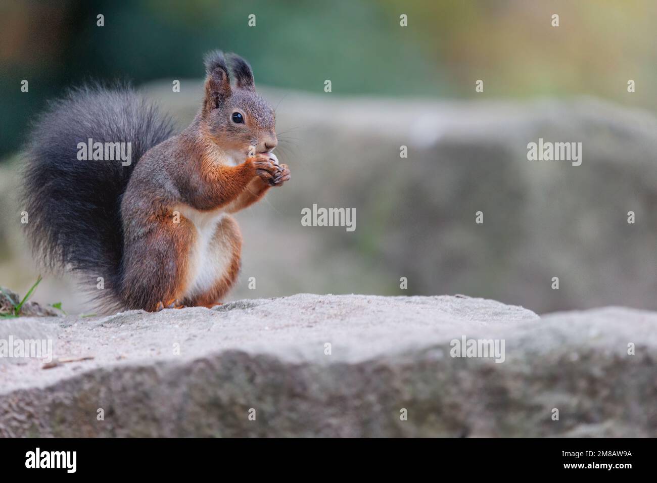 A red squirrel eating nuts on a rock Stock Photo - Alamy