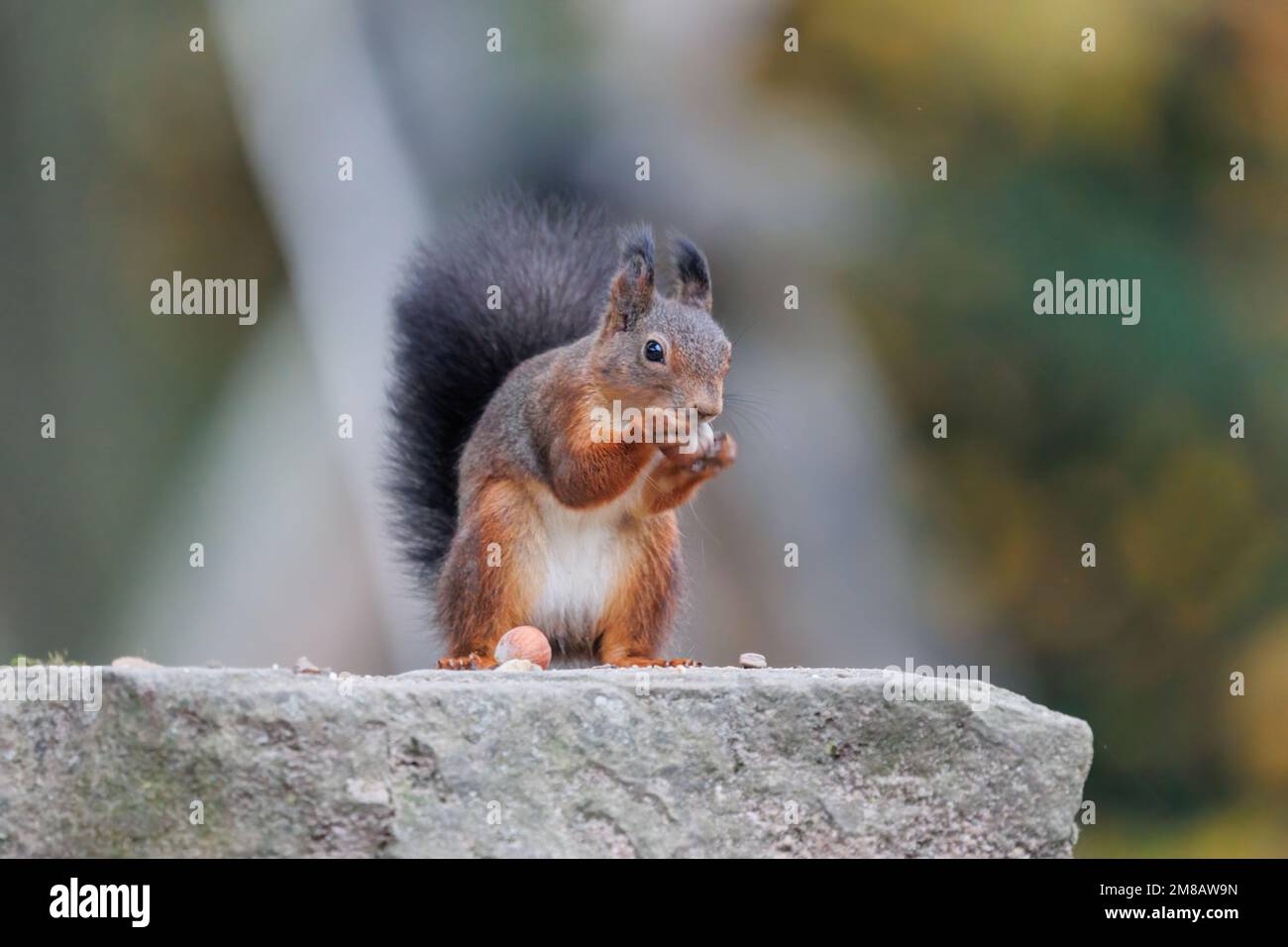 A red squirrel eating nuts on a rock Stock Photo - Alamy