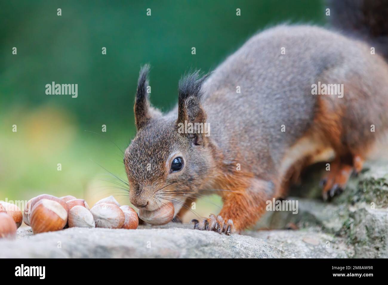 A closeup shot of a red squirrel eating nuts Stock Photo - Alamy