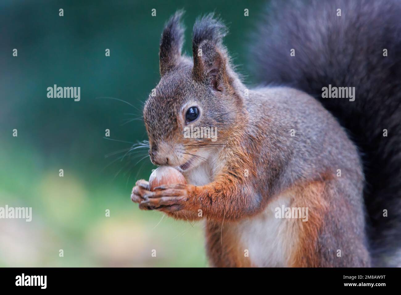 A closeup shot of a red squirrel eating nuts Stock Photo - Alamy