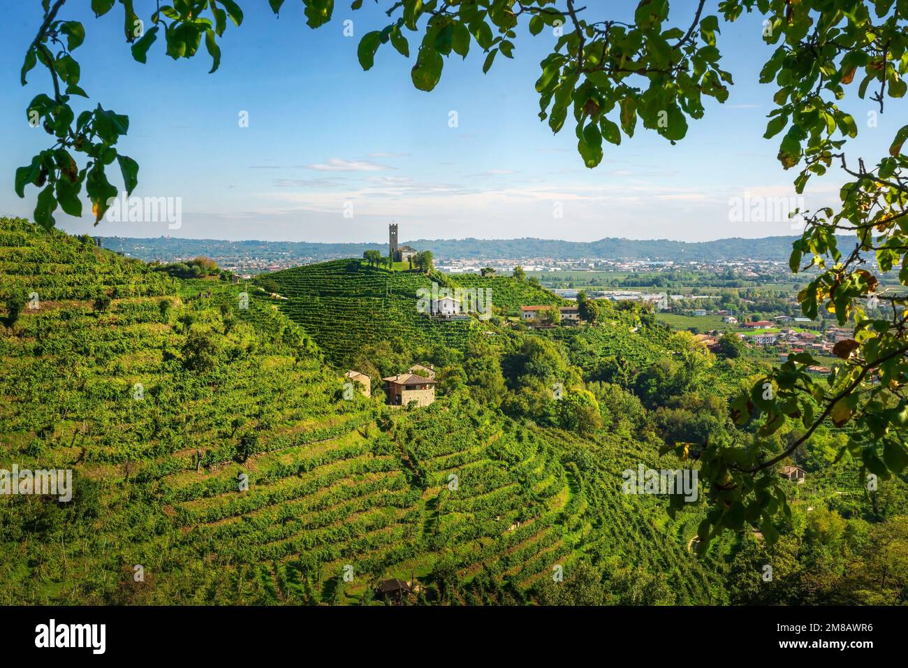 Prosecco Hills, vineyards and San Lorenzo church on the top of the ...
