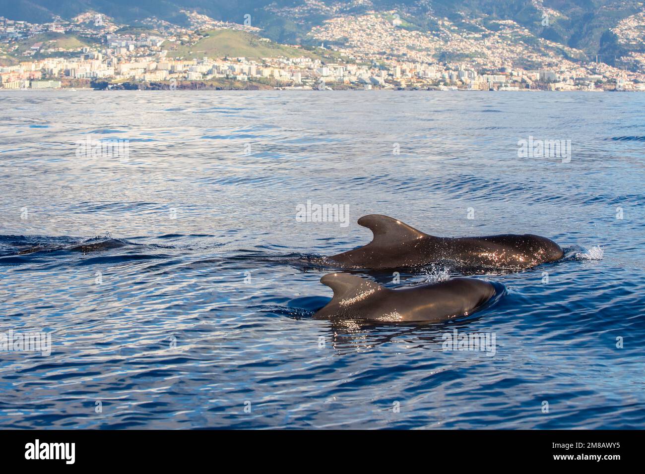 Pilot whales peacefully making their way through the Atlantic Ocean off ...