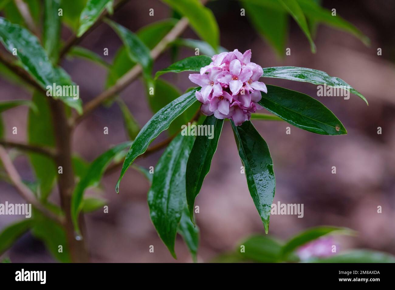 Daphne bholua Limpsfield ,Purple-pink in bud, opening paler with white ...