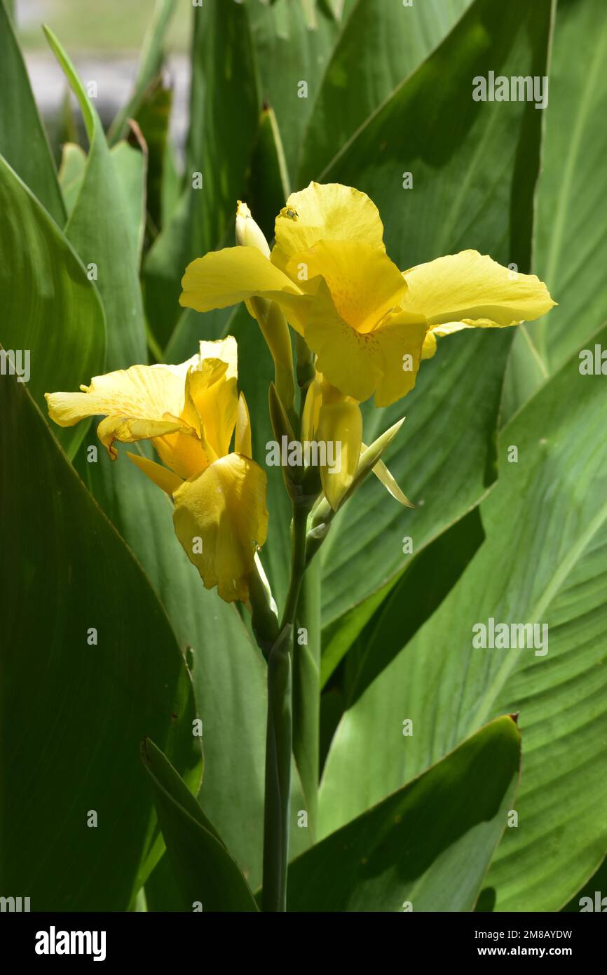 yellow big flowers of a canna indica Stock Photo - Alamy