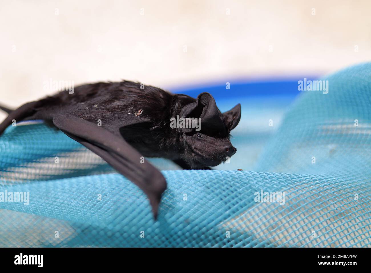 A small sick bat over a blue net Stock Photo - Alamy