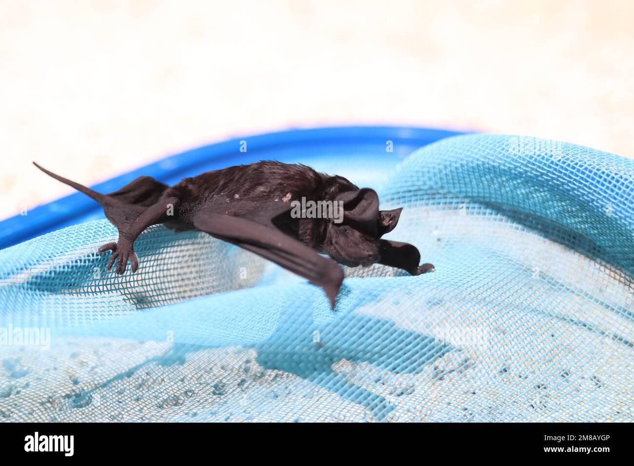 Sick bat hi-res stock photography and images - Alamy