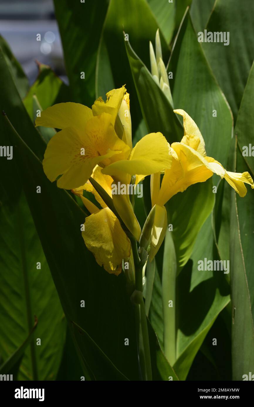 yellow big flowers of a canna indica Stock Photo - Alamy