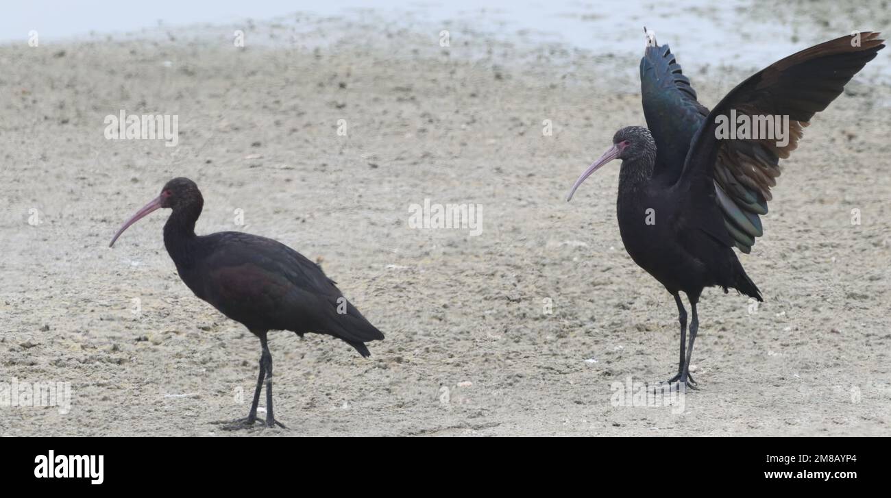 Two puna ibis (Plegadis ridgwayi). Pantanos de Villa Wildlife Refuge ...