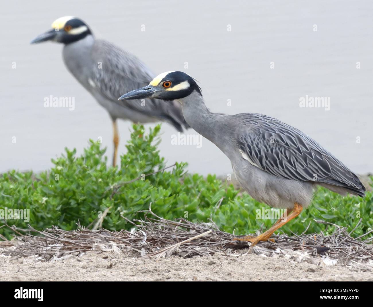 Yellow-crowned night heron (Nyctanassa violacea). Pantanos de Villa ...