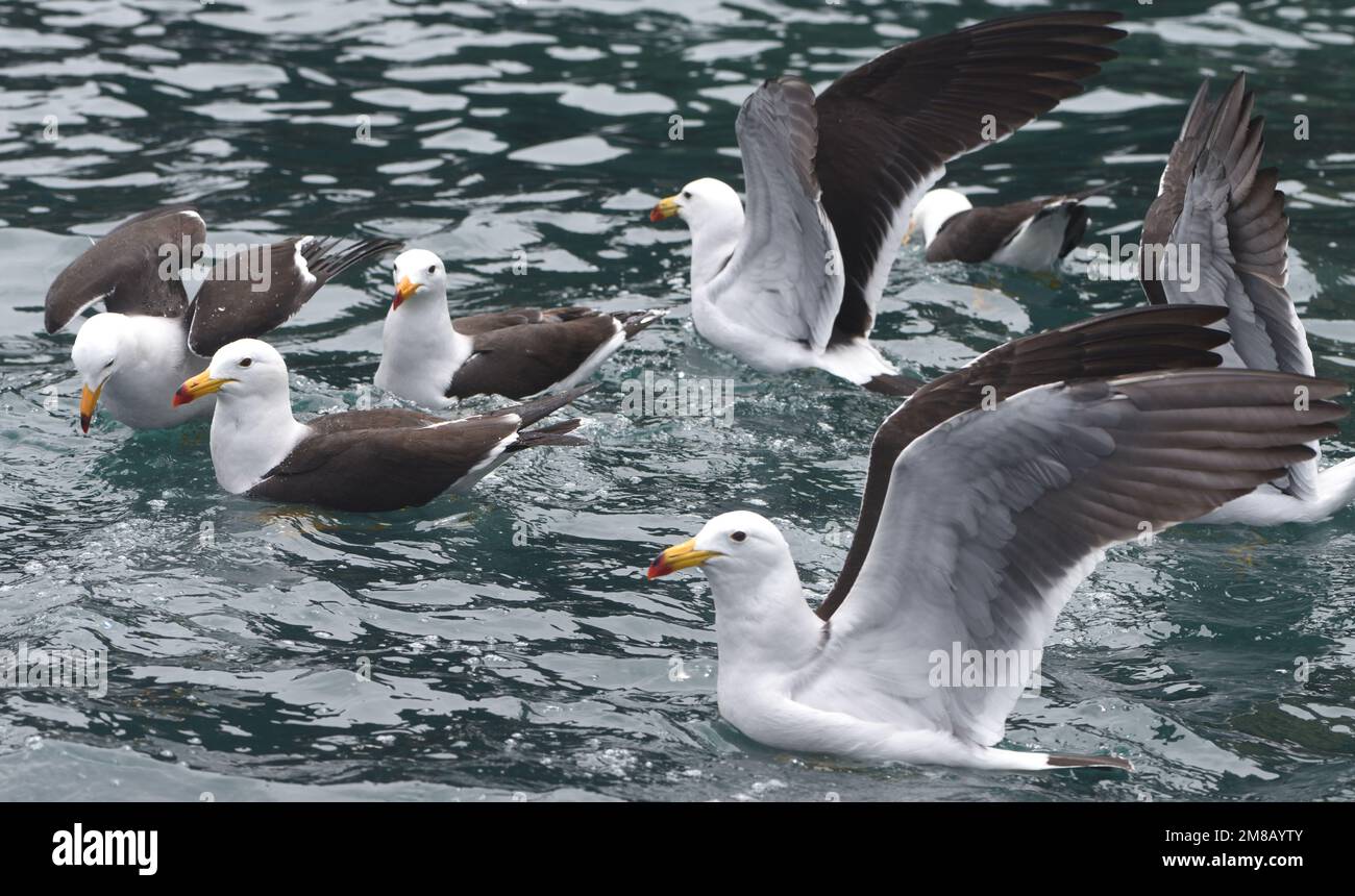 Pucusana hi-res stock photography and images - Alamy