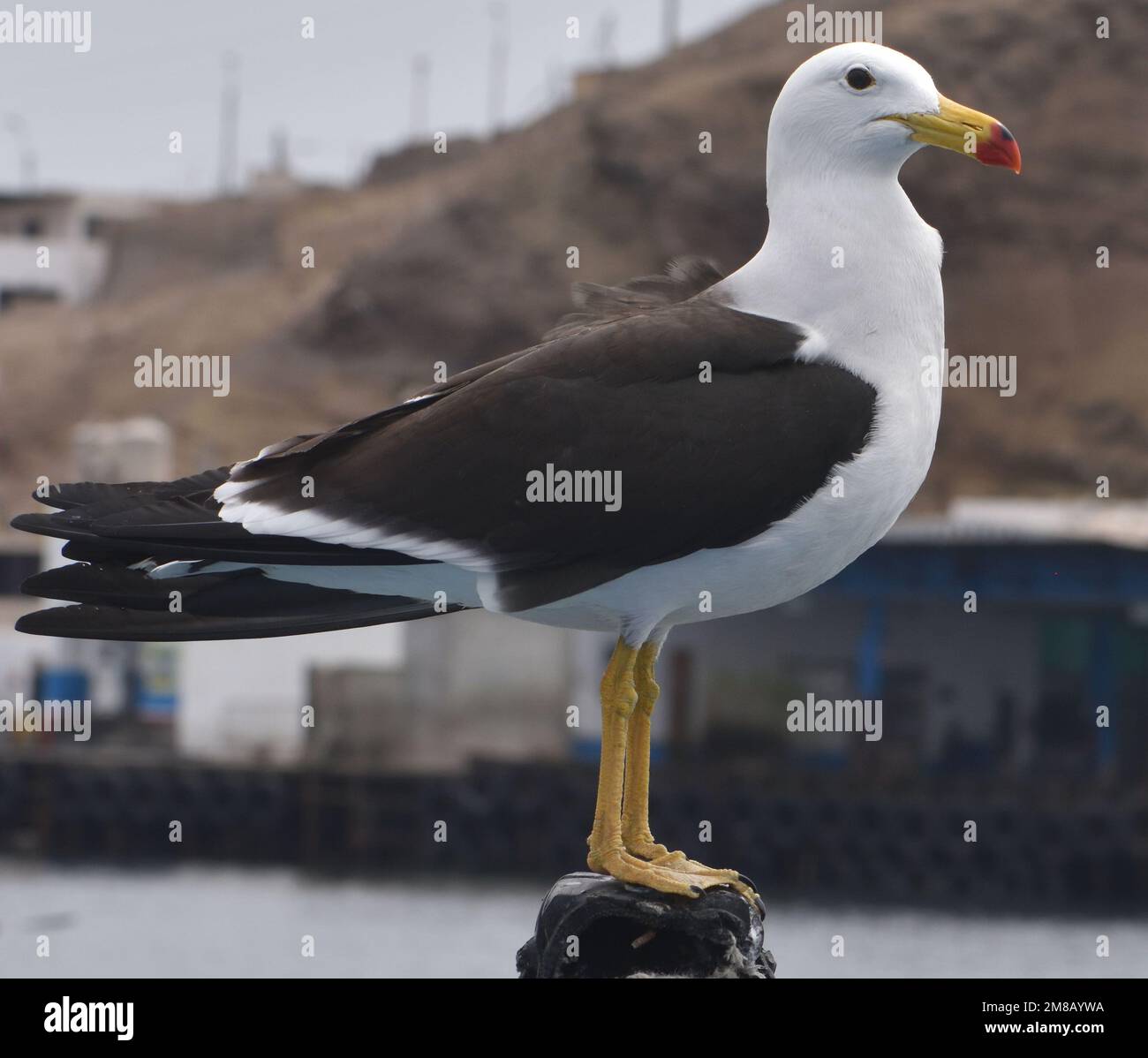 A belcher's gull (Larus belcheri) stands on a post on the quai in ...