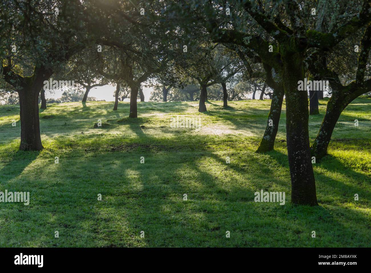 Cork oak trees (Quercus suber) in the morning, Extremadura, Spain ...