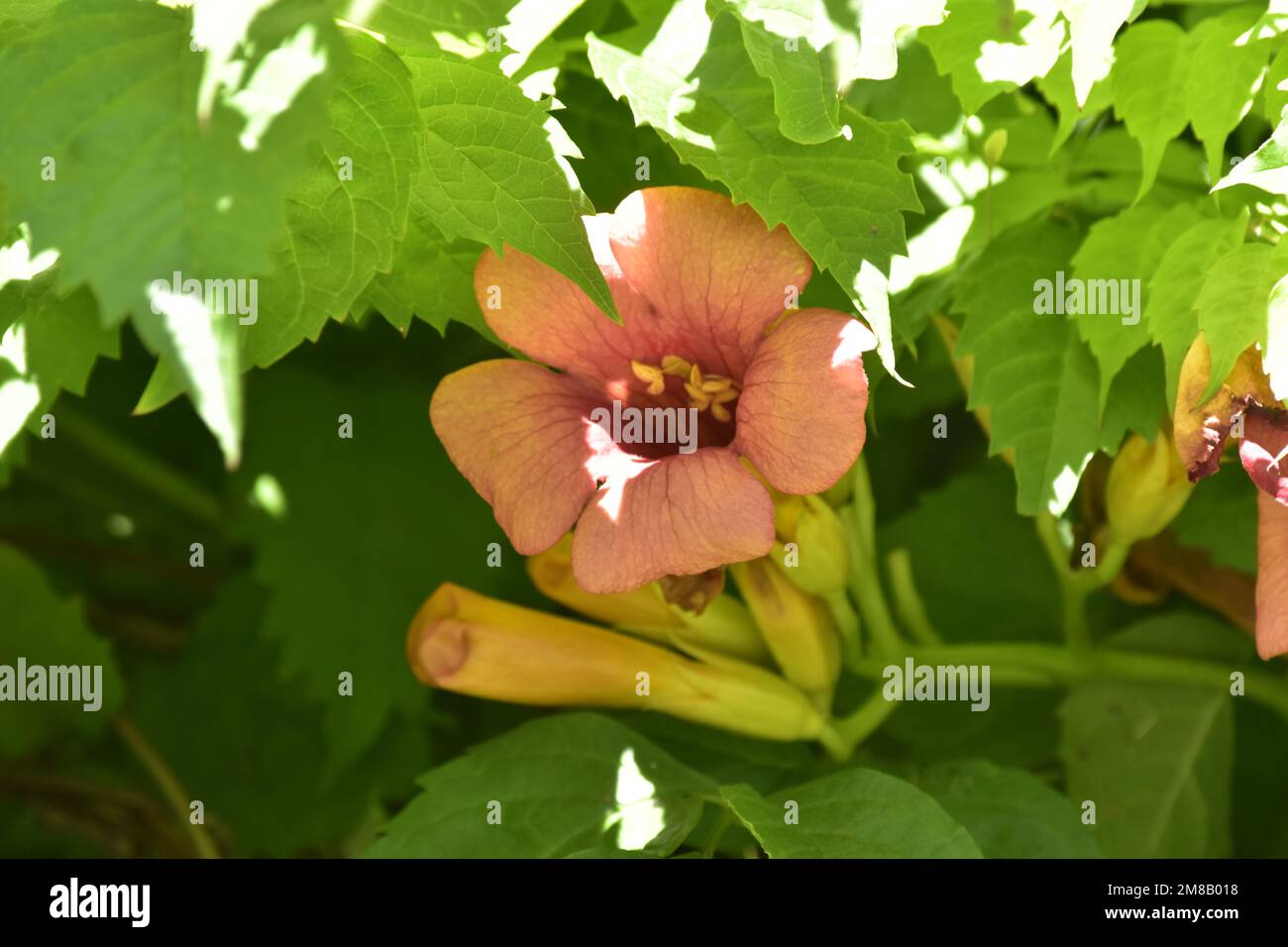 orange flower of a bignonia Stock Photo - Alamy