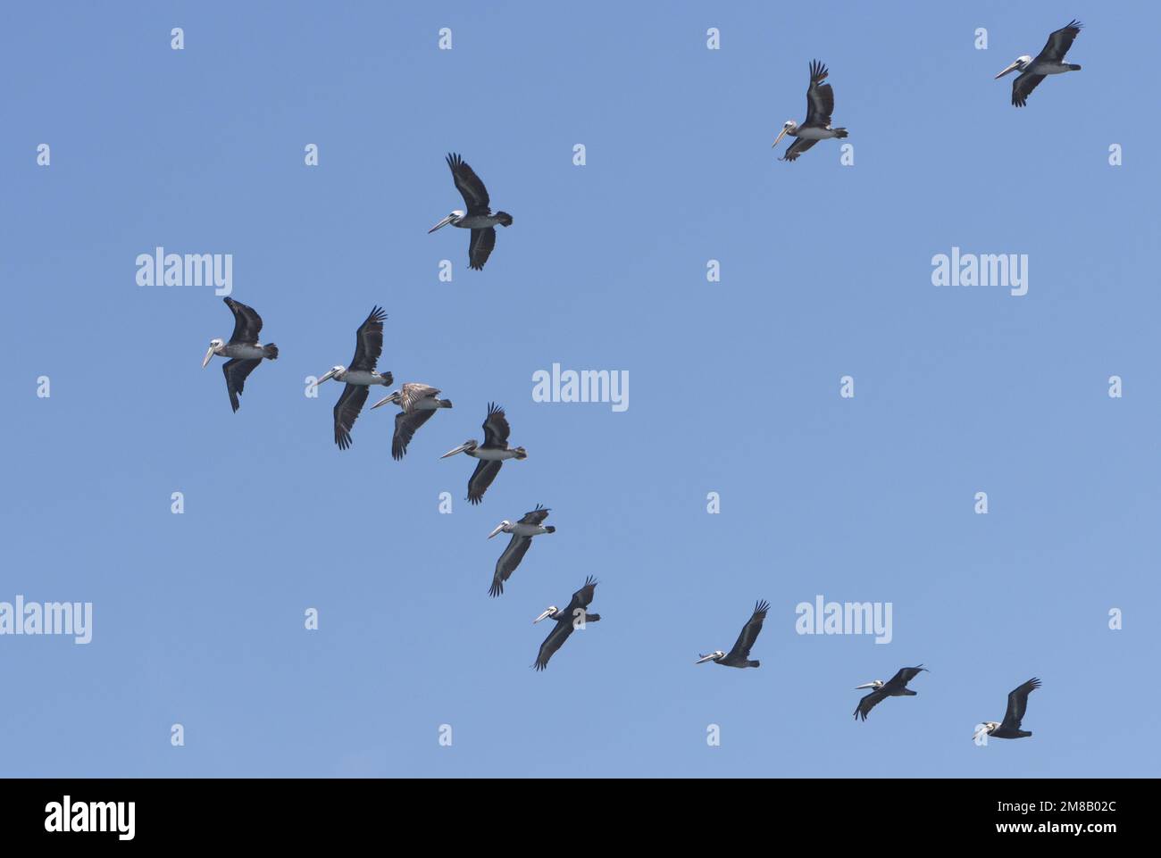 Pelicans flying v formation hi-res stock photography and images - Alamy