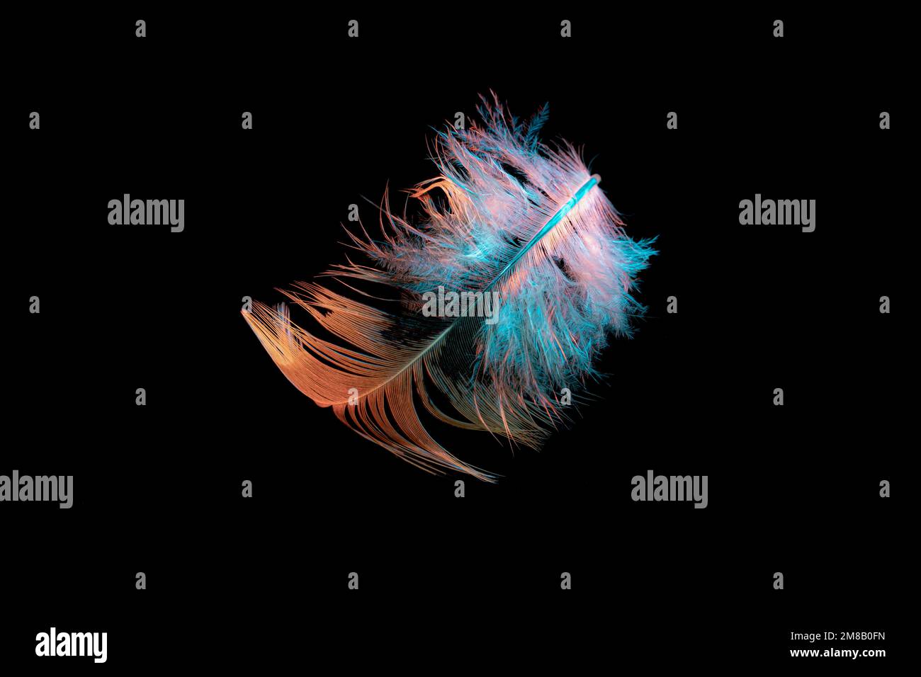 Little colorful feathers from my big friend the robin Stock Photo - Alamy