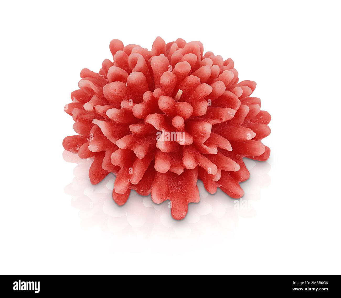 Apple scented rose Cut Out Stock Images & Pictures - Alamy