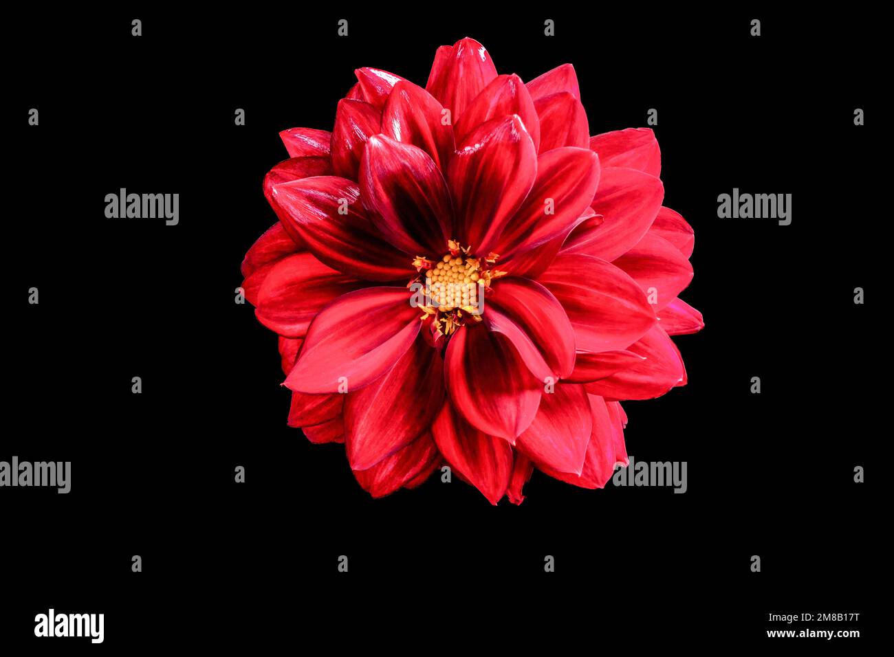 A dahlia, a grateful flower in your garden Stock Photo - Alamy