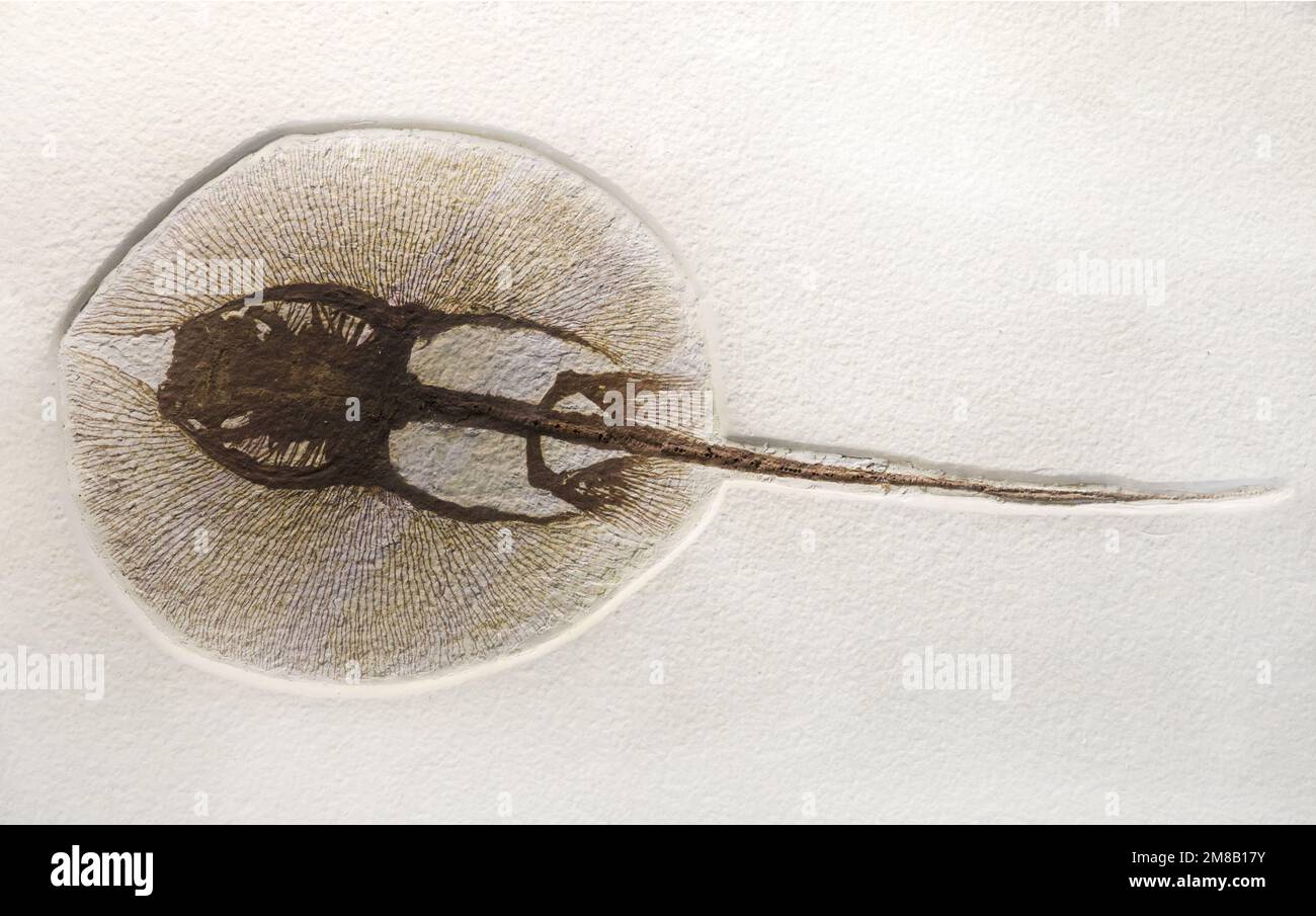 450 million years hi-res stock photography and images - Alamy