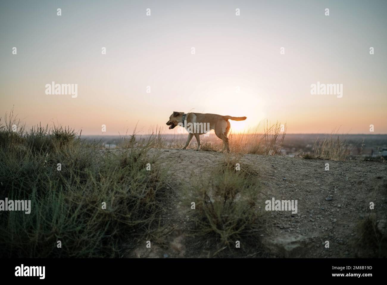 A scenic shot of a Labrador Retriever walking on a beach before the ...