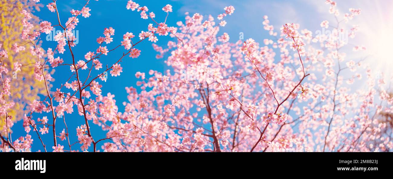 Cherry tree blossoming in spring in natural park Stock Photo - Alamy