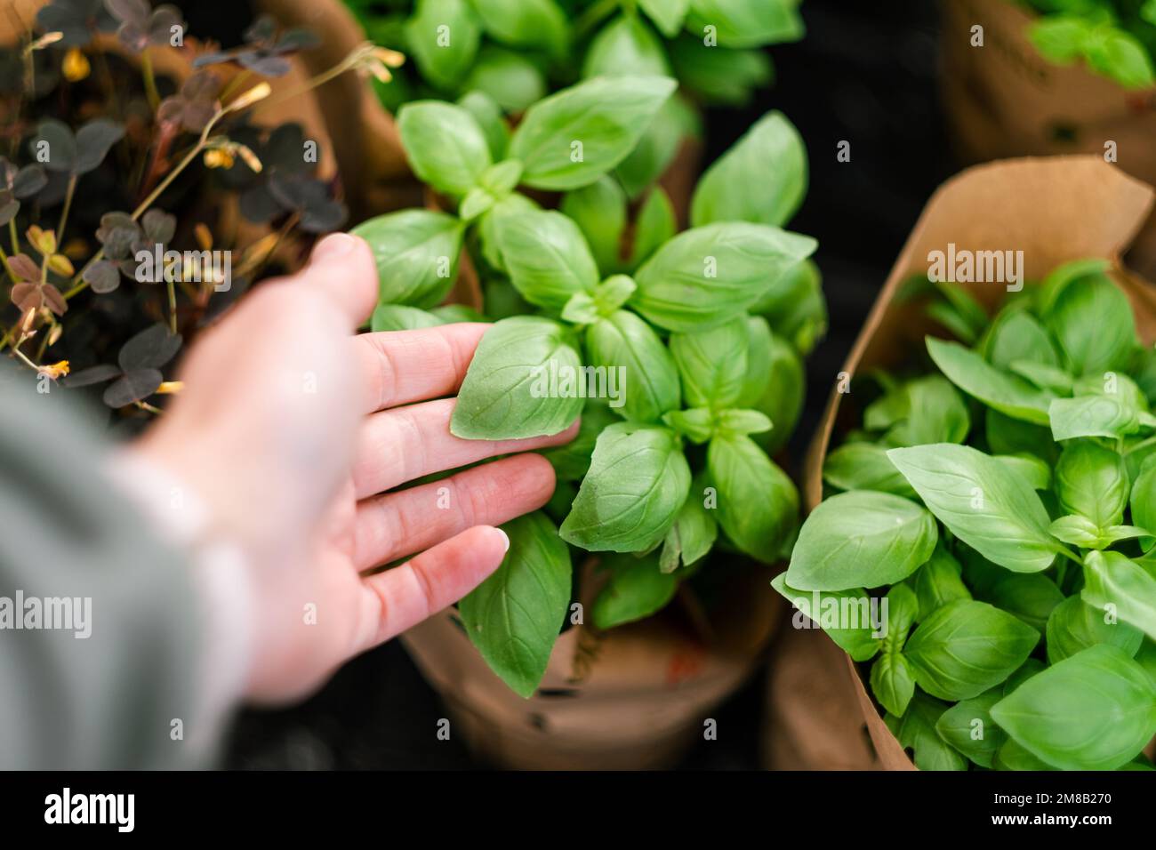 man customer hand choosing basil herb for planting in garden center ...