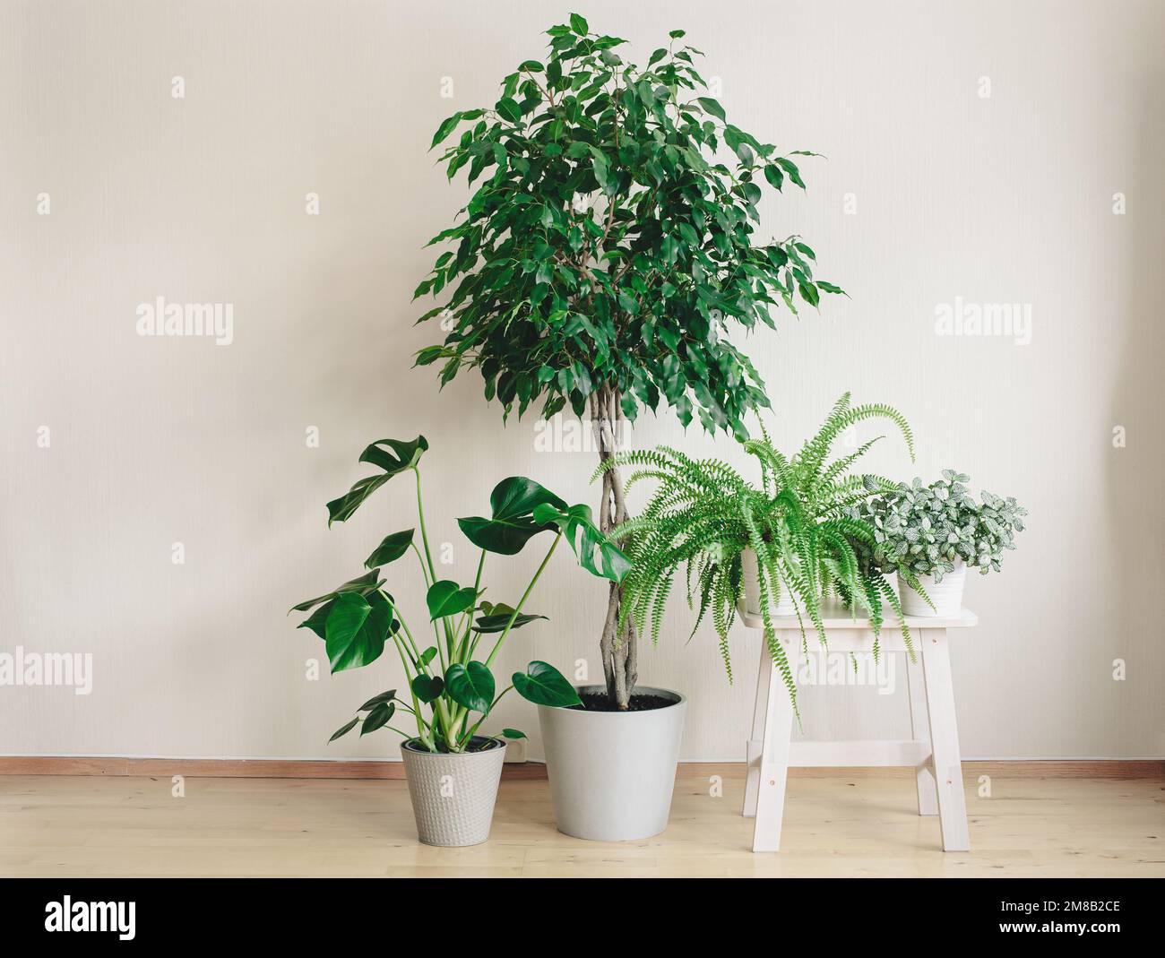 houseplants ficus benjamina, fittonia, monstera, nephrolepis and ficus ...