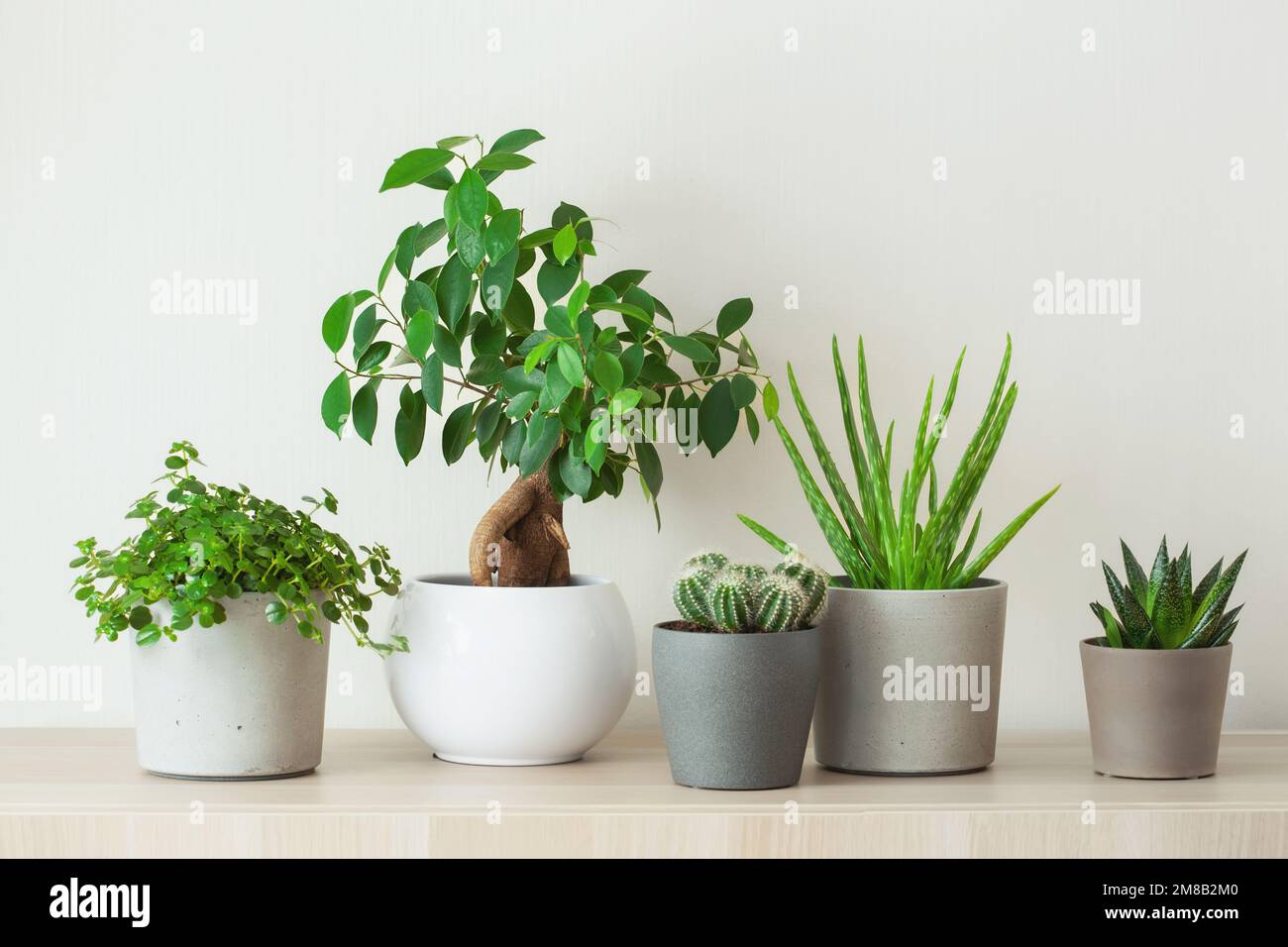 green houseplants cactus succulent aloe vera, gasteria duval, pilea ...