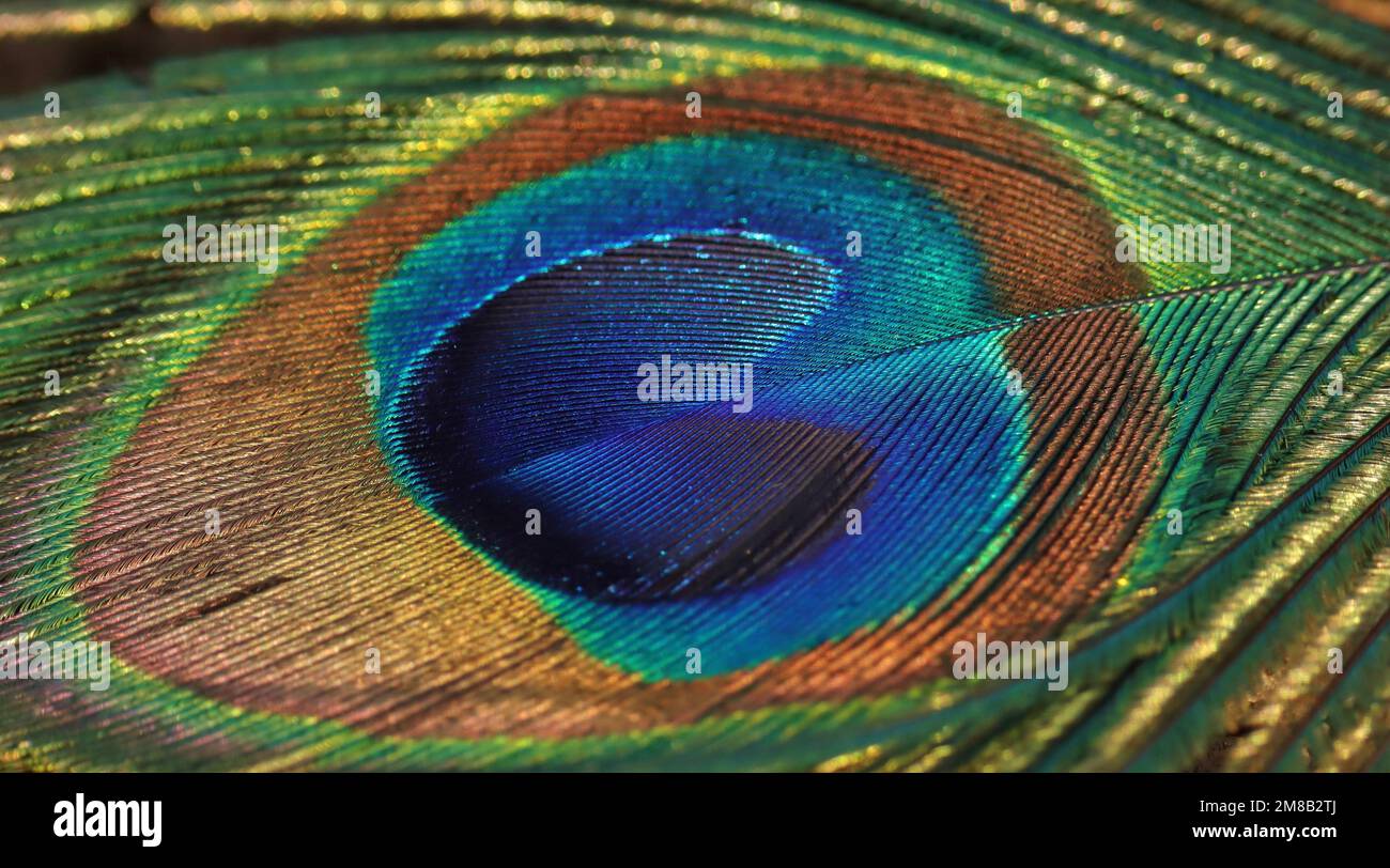 Peacock feather closeup. Peacock feather background texture Stock Photo ...