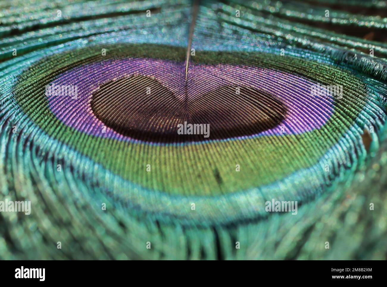 Peacock feather closeup. Peacock feather background texture Stock Photo ...