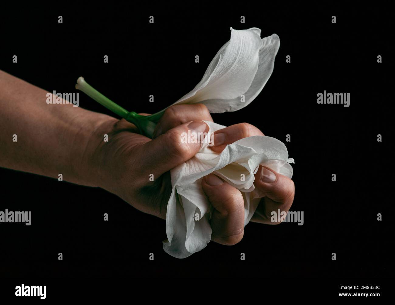 hand crumpling white fragile flower, metaphor of violence abuse ...