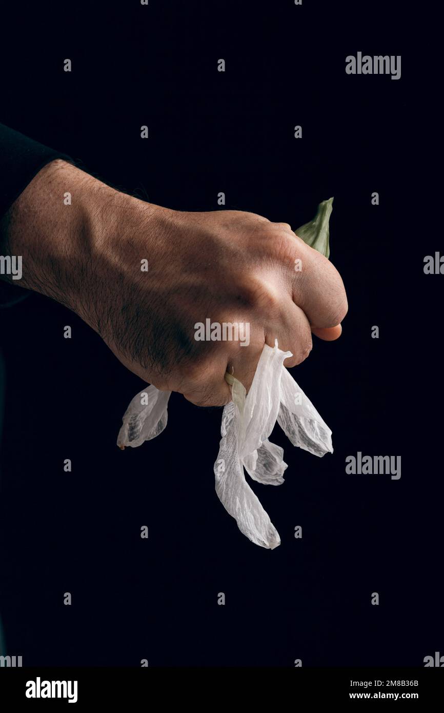 hand crumpling white fragile flower, metaphor of violence abuse ...