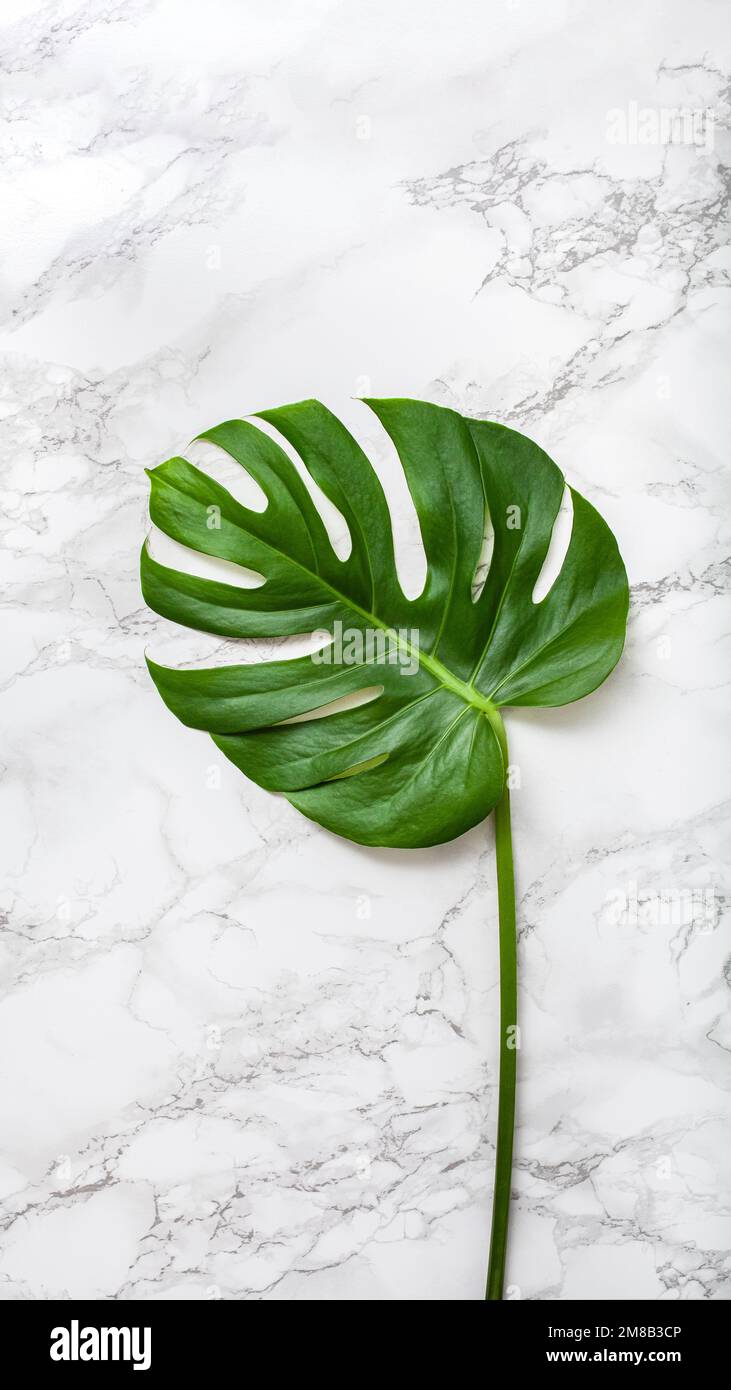 monstera leaf tropical plant on gray marble background Stock Photo - Alamy