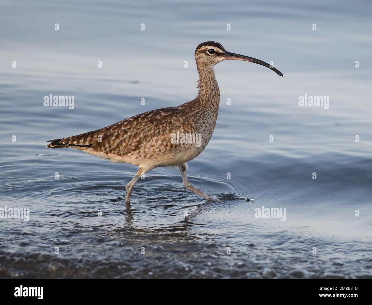 A hudsonian whimbrel (Numenius hudsonicus) searching for invertebrates ...