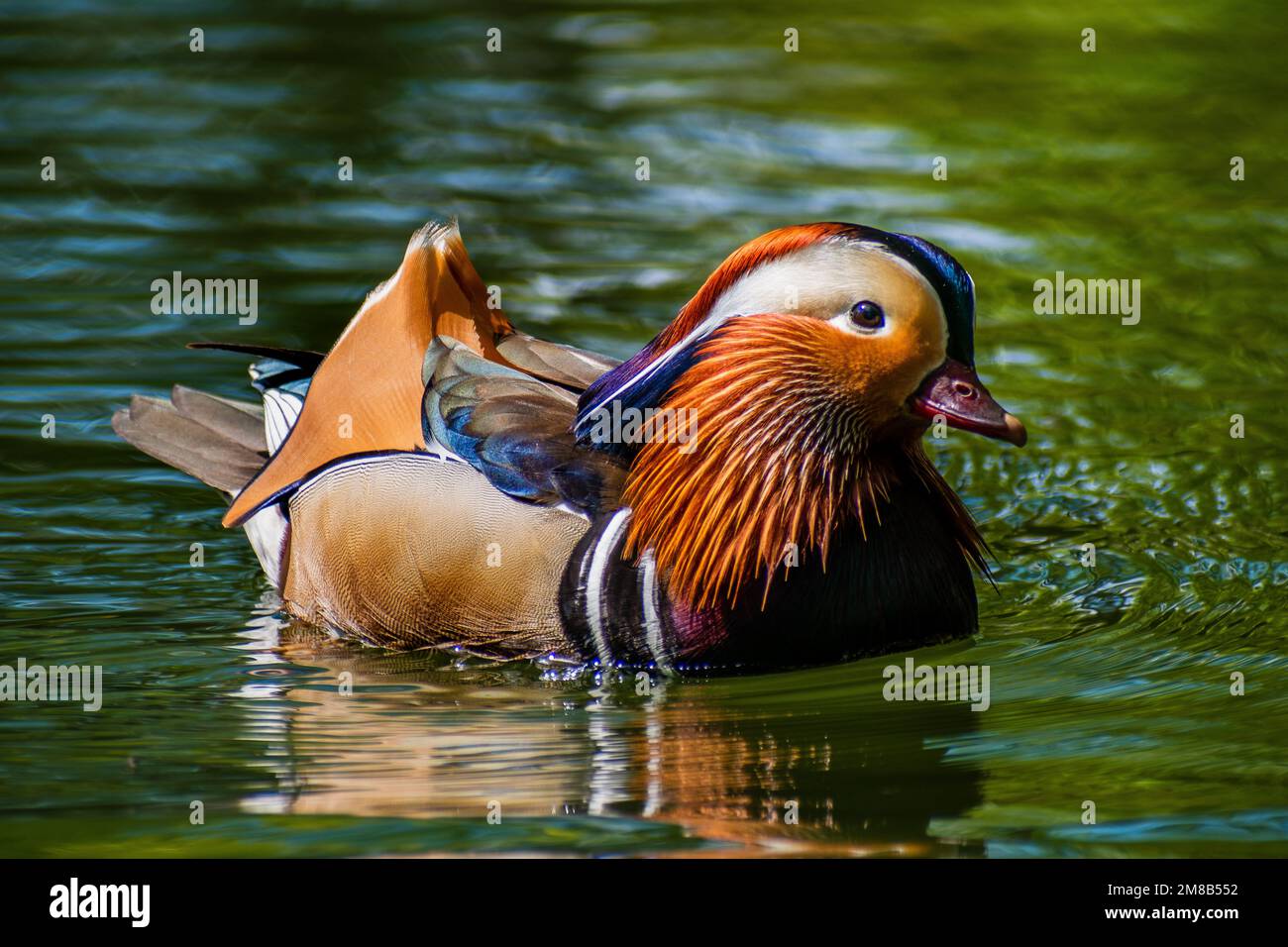 A close-up shot of a cute little duck floating in the calm lake Stock ...