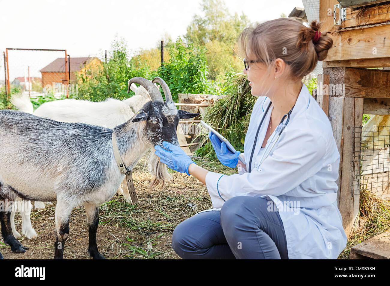 Young veterinarian woman with tablet computer examining goat on ranch ...