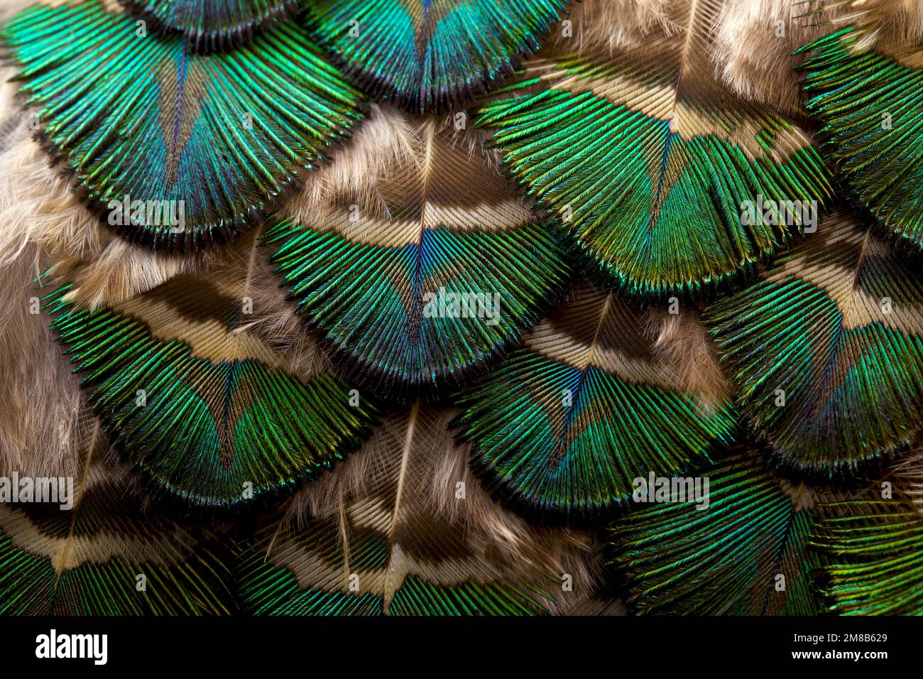 Feather. Peacock feather. Closeup of peafowl feathers Stock Photo - Alamy