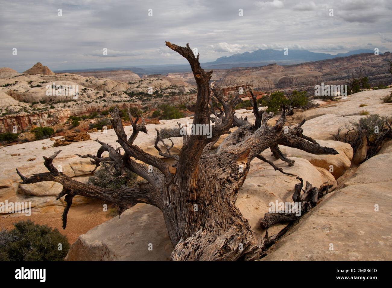 A gnarled juniper tree on the Navajo Knobs Trail with the Henry ...