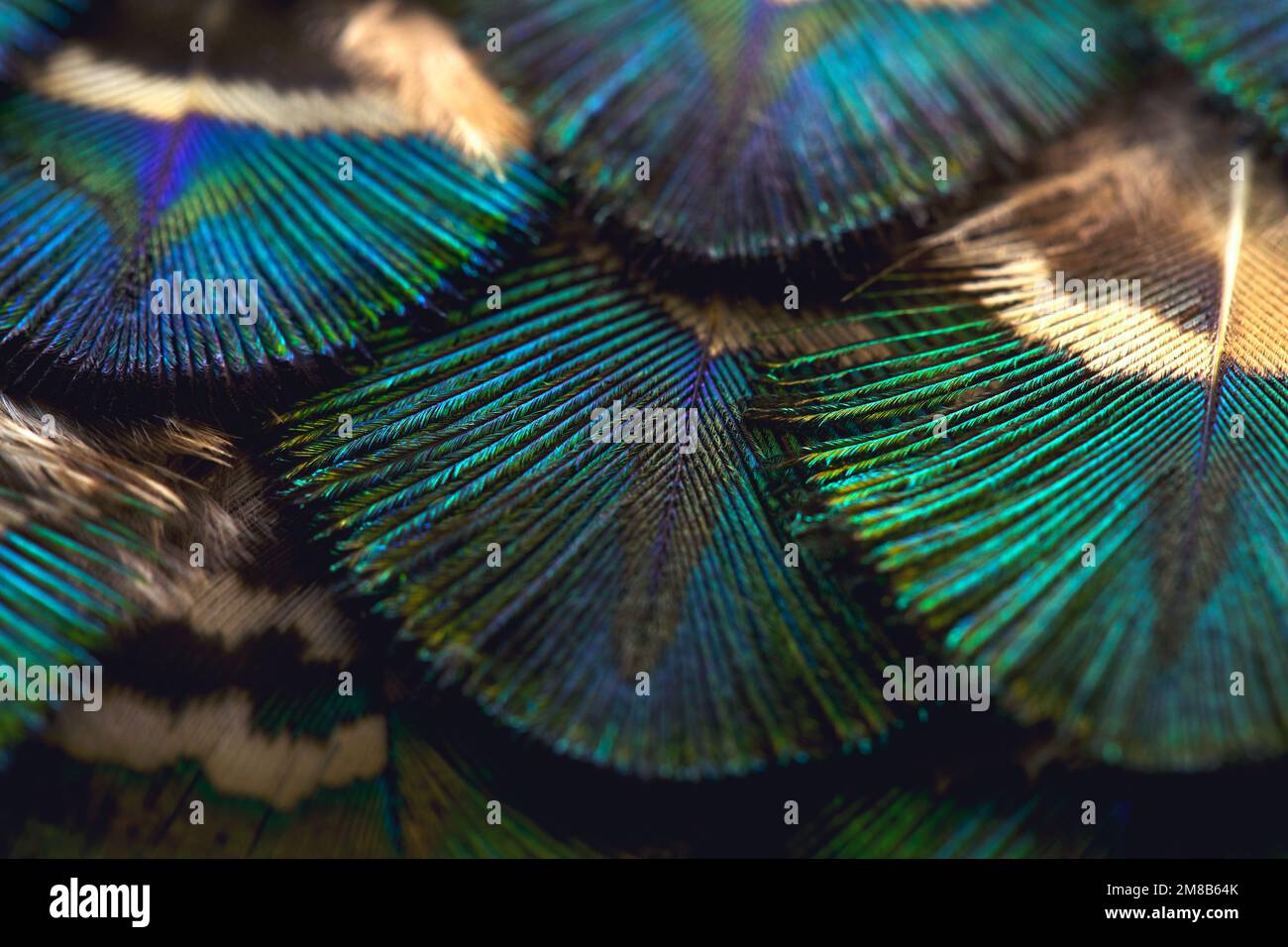 Animal with feathers hi-res stock photography and images - Alamy